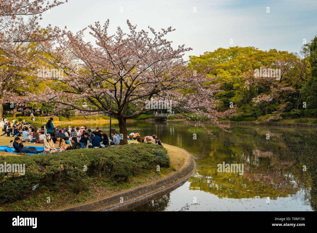 Tokyo, Japan - People resting under blossoming cherry trees Stock Photo ...