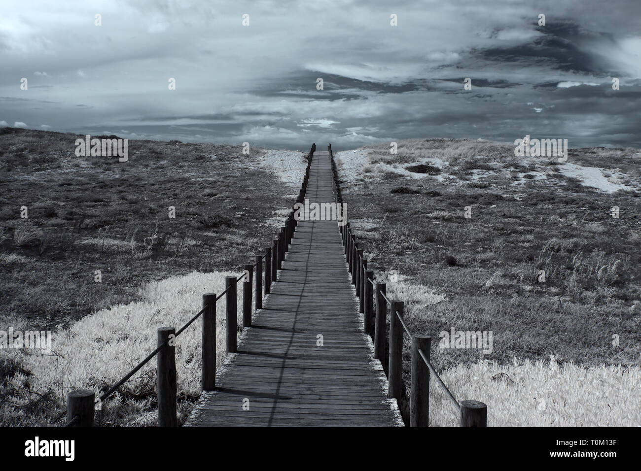 Wide view of an wooden walkway in a seaside dune; infrared Stock Photo ...