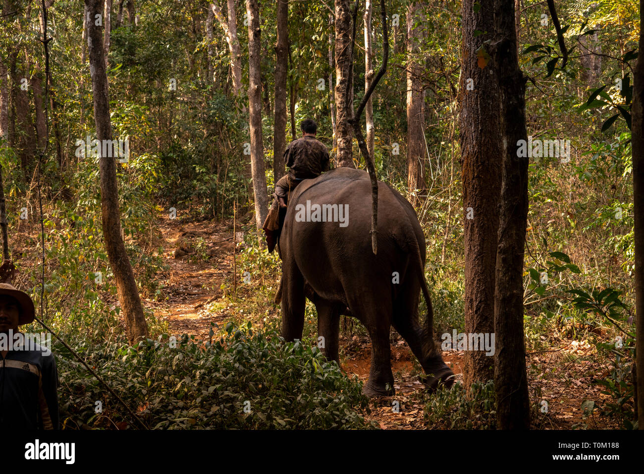 Cambodia, Mondulkiri Province, Sen Monorom, Elephant Valley Project ...