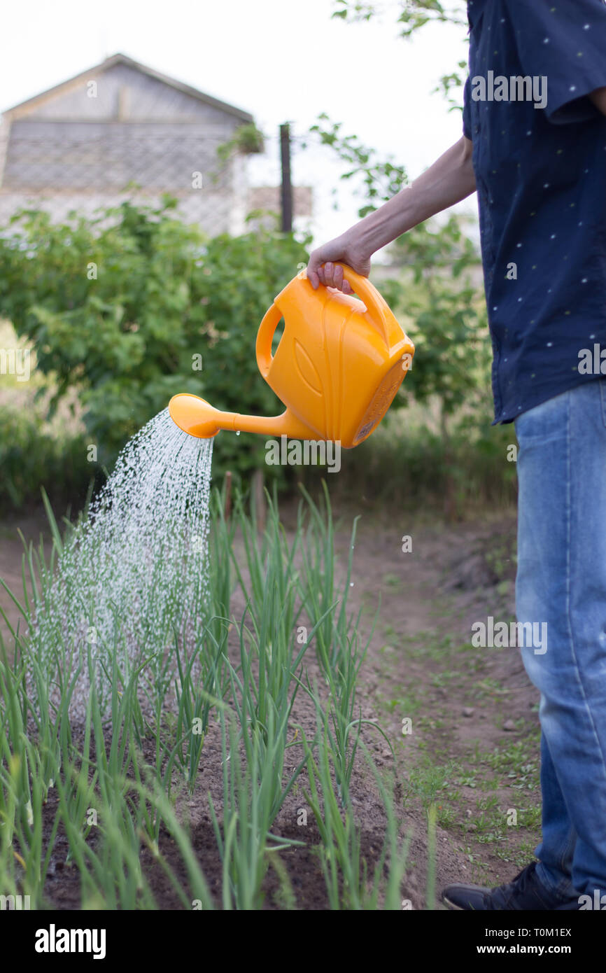 Watering of beds from a watering can. Care of beds. Caring for plants ...