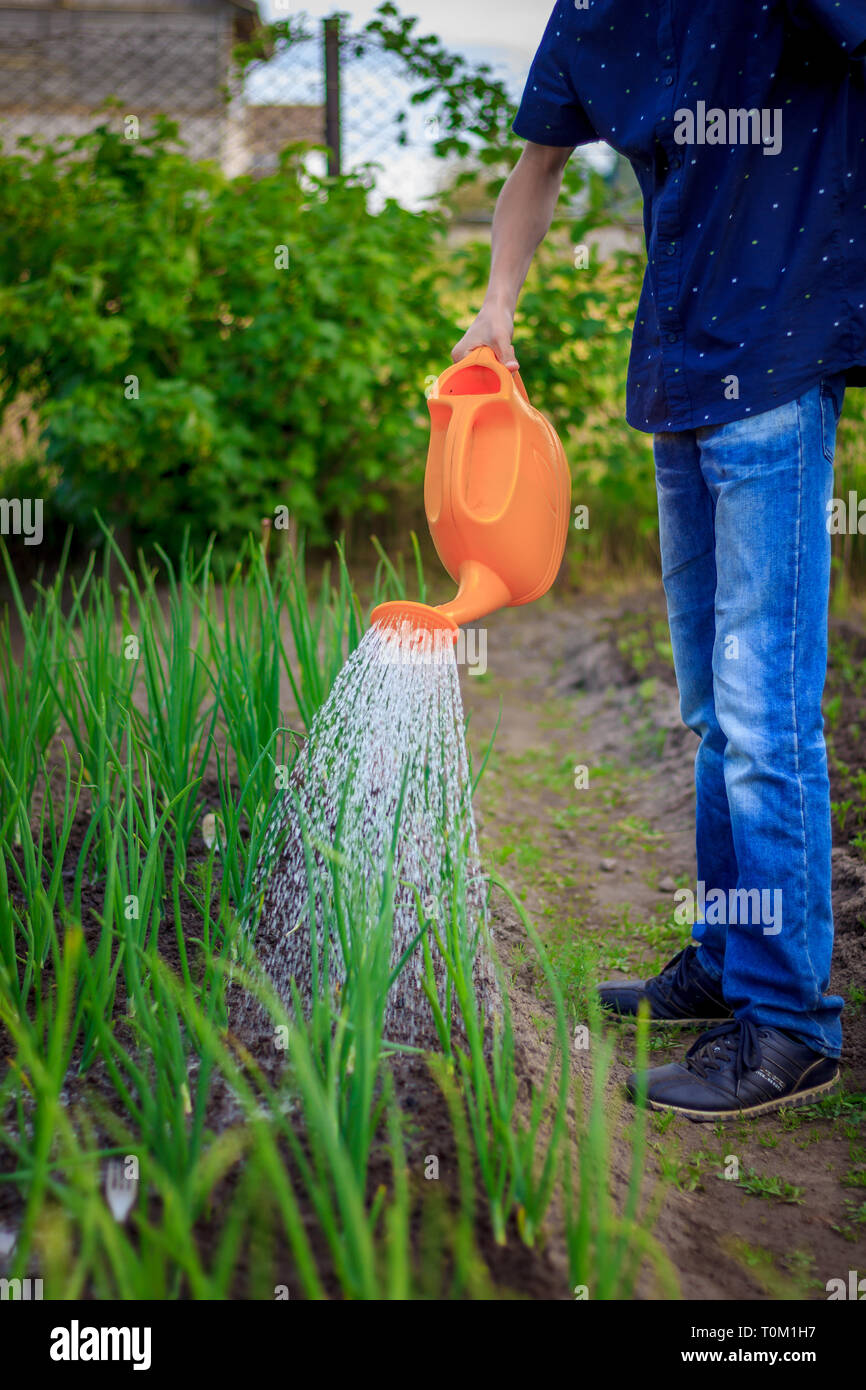 Watering of beds from a watering can. Care of beds. Caring for plants ...
