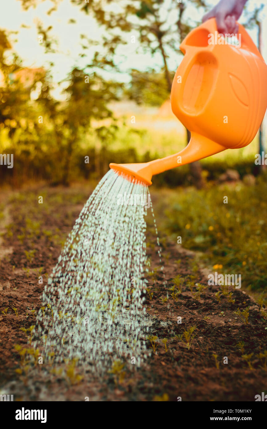 Watering of beds from a watering can. Care of beds. Caring for plants ...