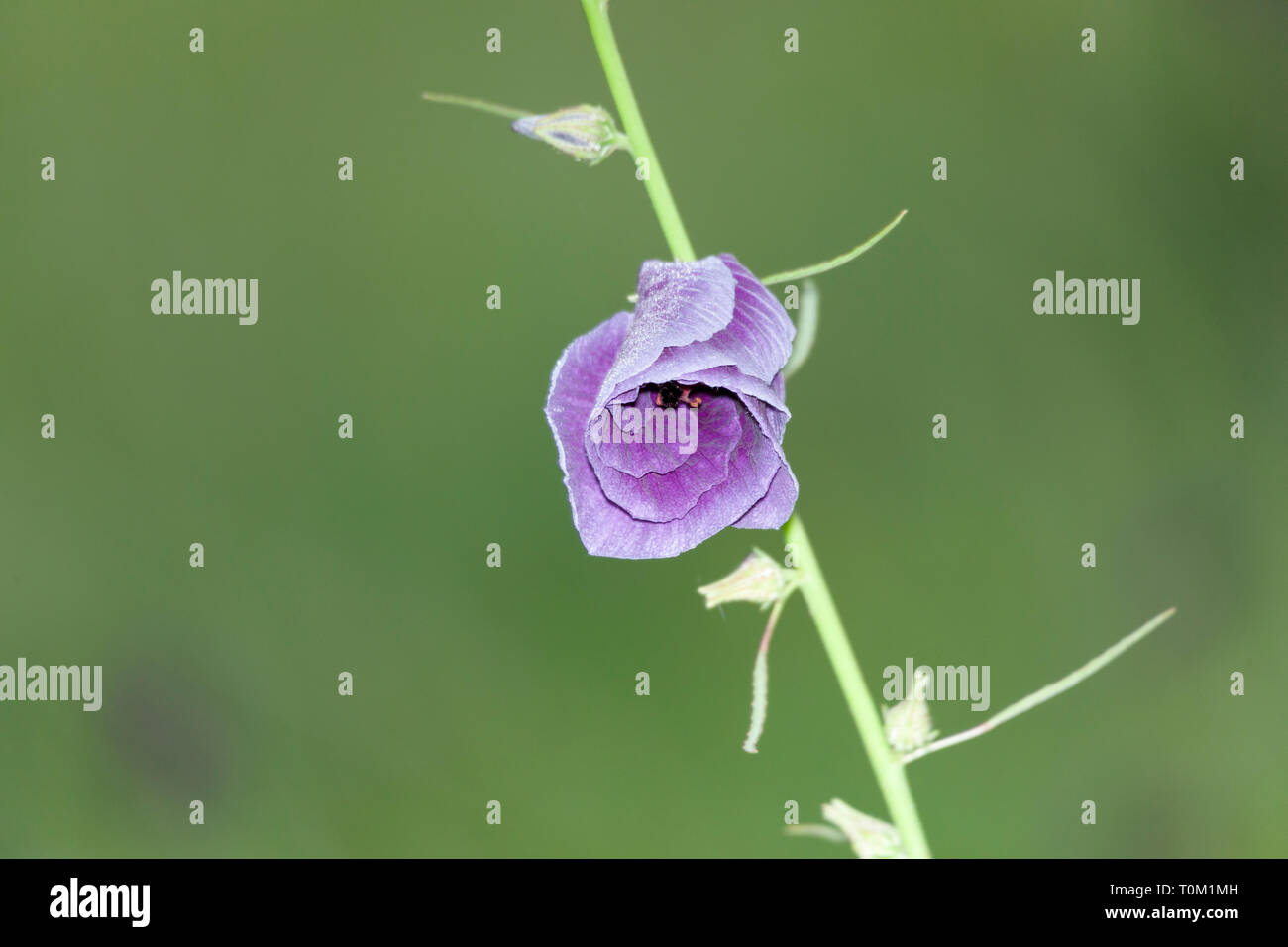 National flower of tanzania hi-res stock photography and images - Alamy