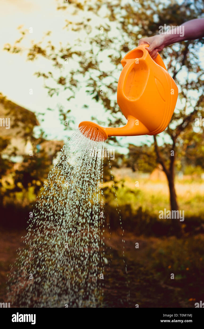 Watering of beds from a watering can. Care of beds. Caring for plants ...