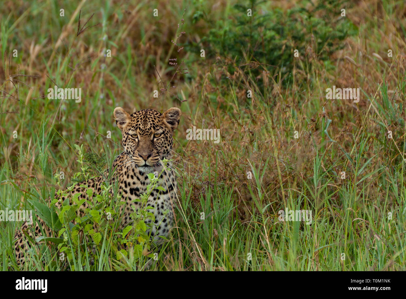 Hidden in tall grass hi-res stock photography and images - Alamy