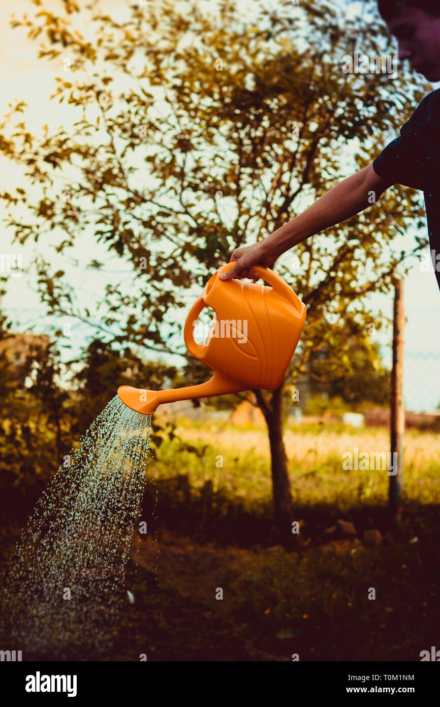 Watering of beds from a watering can. Care of beds. Caring for plants ...