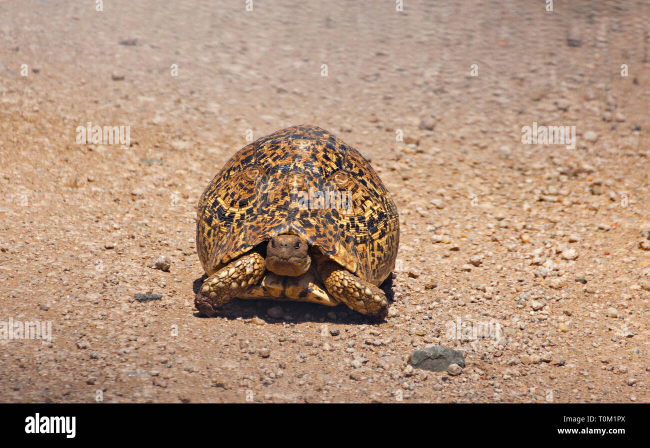 Tortise hi-res stock photography and images - Alamy