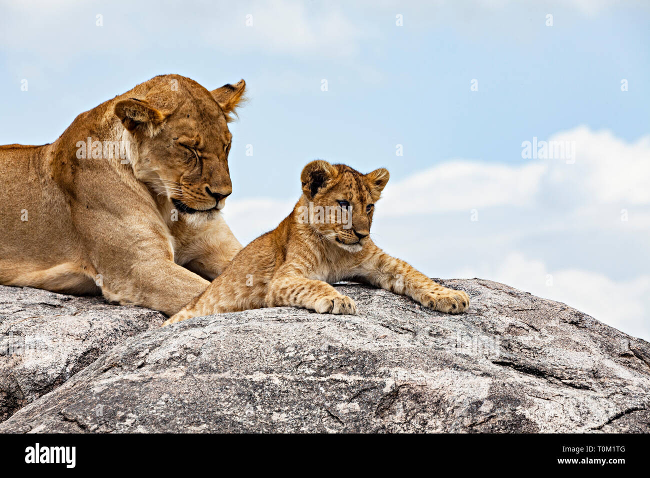 Lion cub family hi-res stock photography and images - Alamy