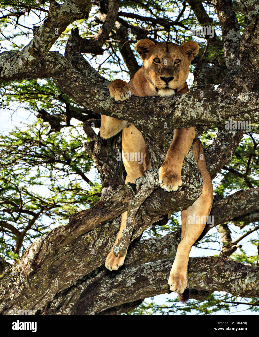 Lion Looking Back at Amber Boniwell blog