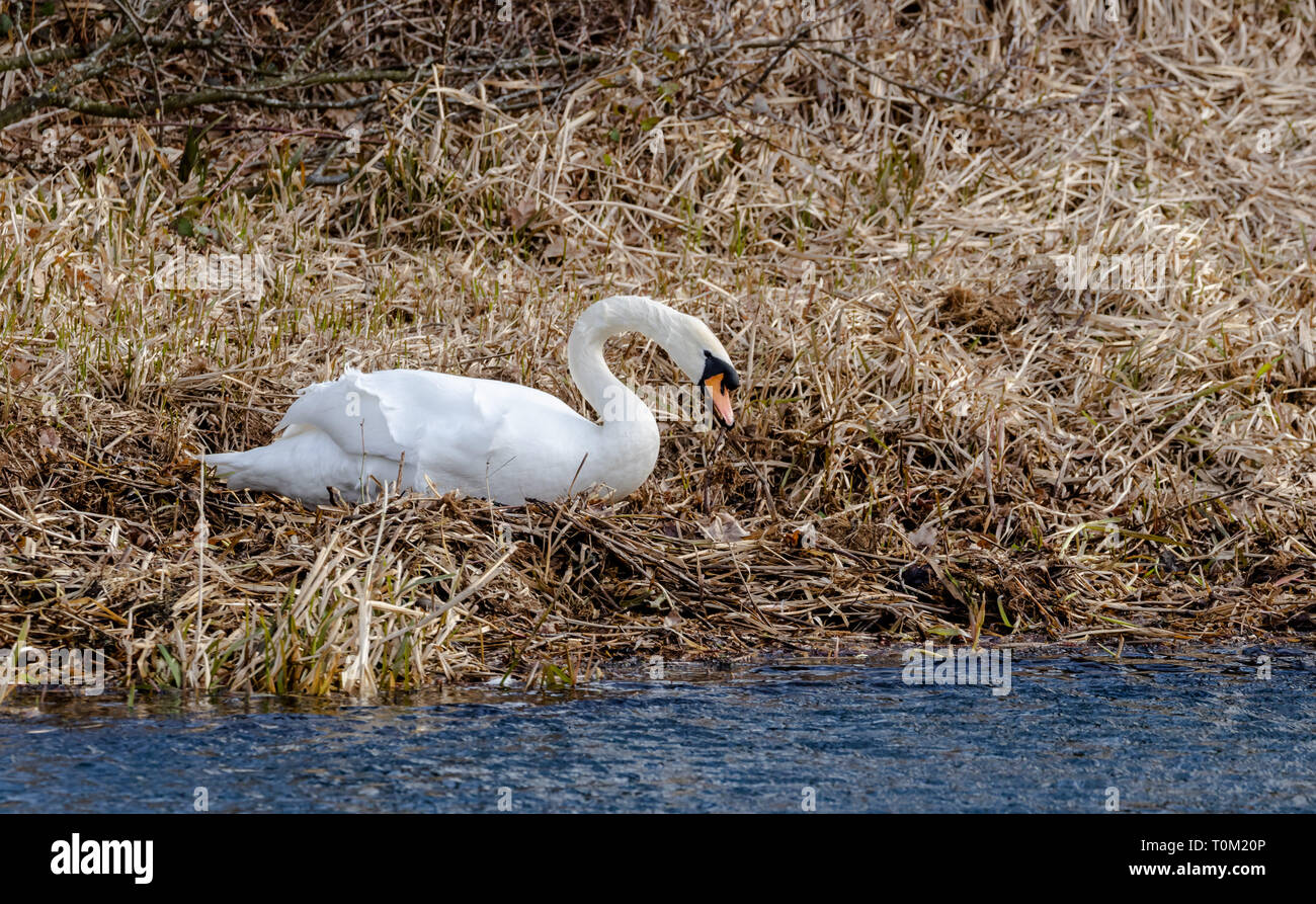 Mute swan (UK) nest building in a reed bed Stock Photo - Alamy