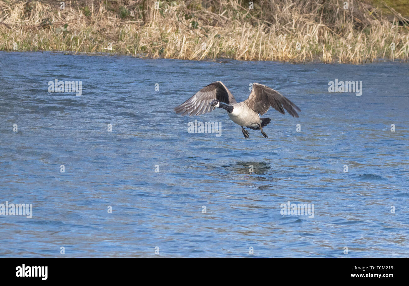 Canada goose wingspan hi-res stock photography and images - Alamy