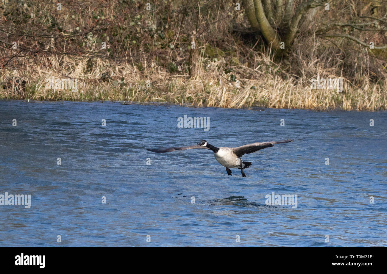 Canada goose wingspan hi-res stock photography and images - Alamy