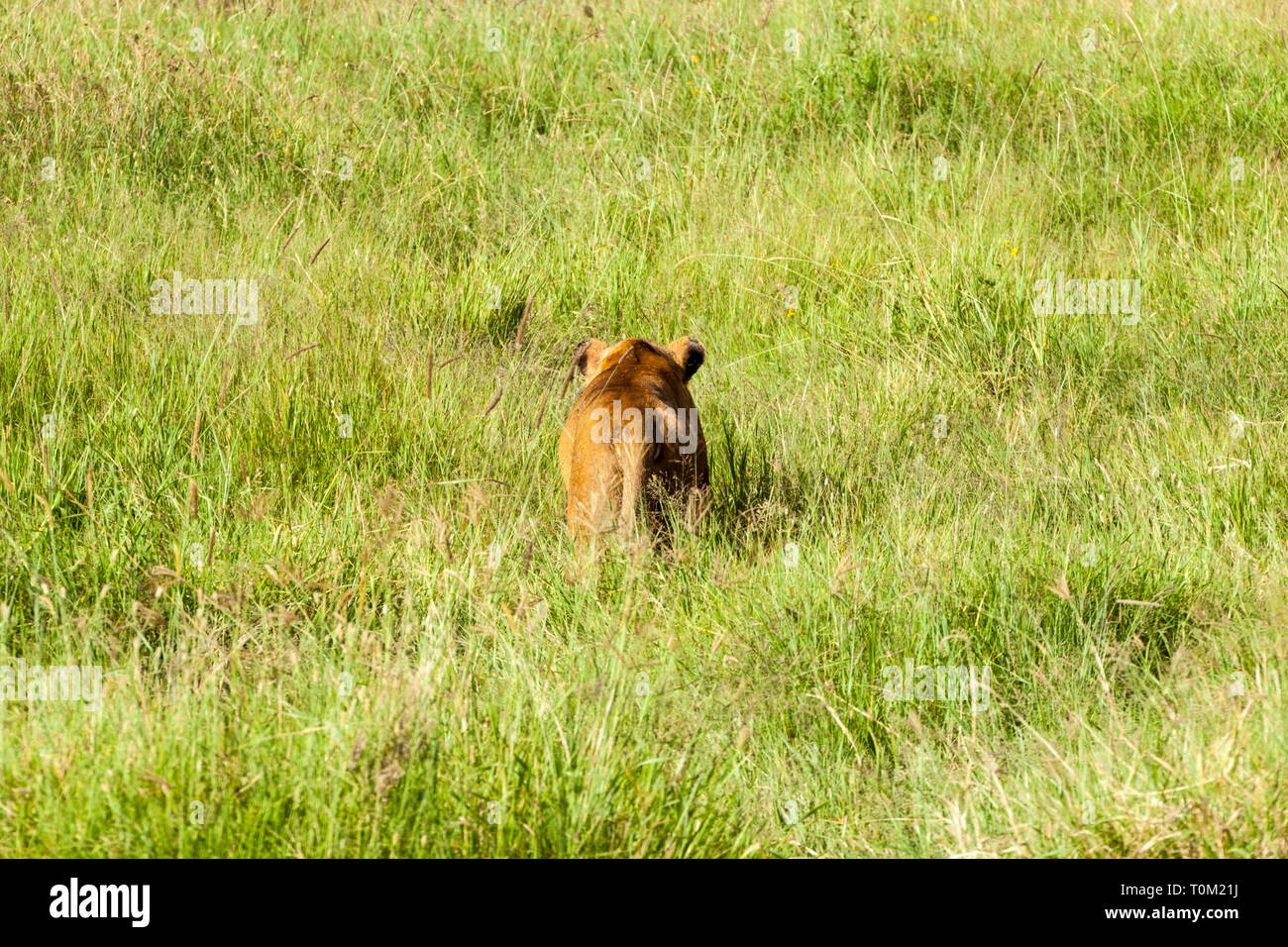 Lion Butt Shot Stock Photo - Alamy