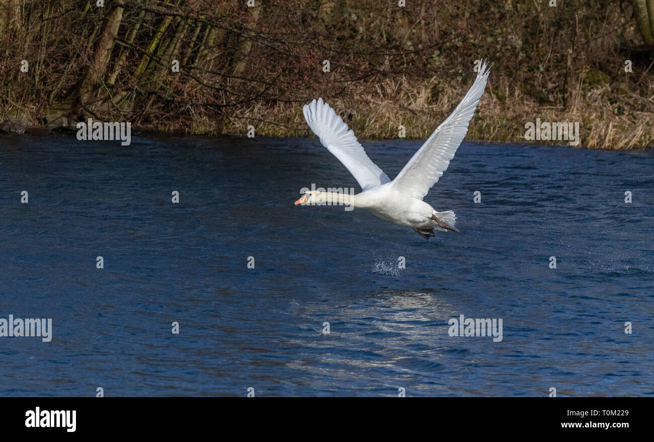 Swan Take Off High Resolution Stock Photography and Images - Alamy