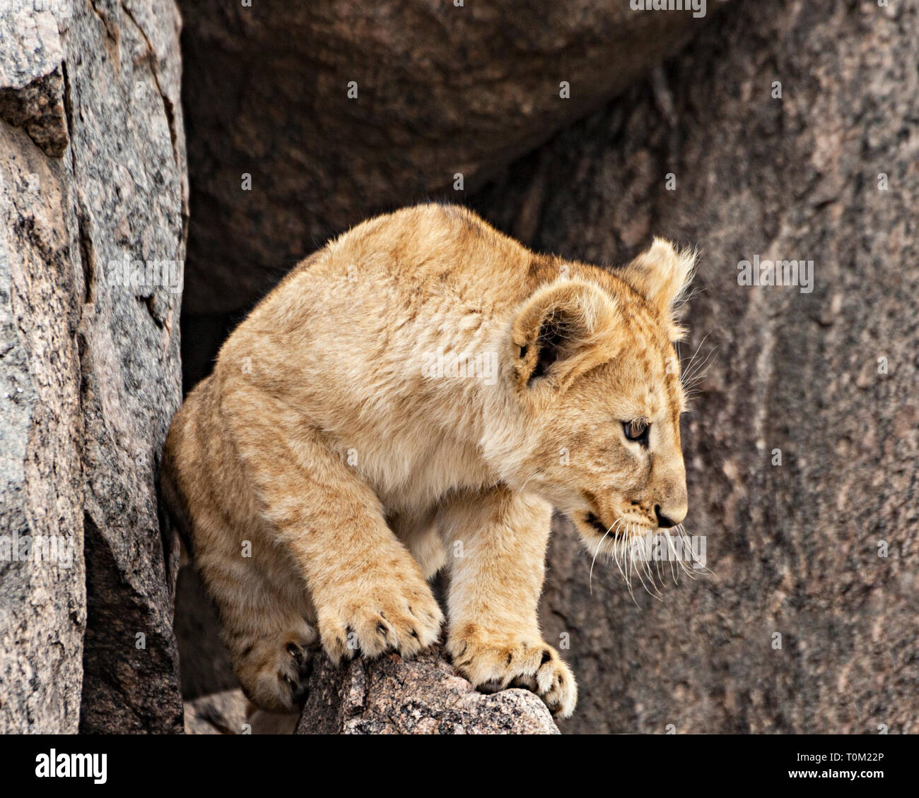 Lion in cave hi-res stock photography and images - Alamy