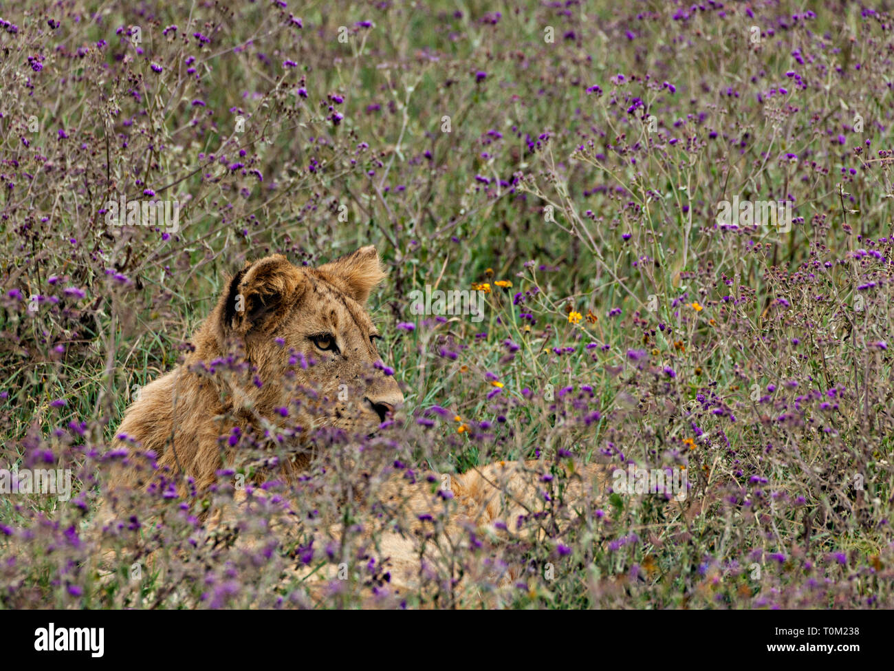 Lion Cub In Flowers Stock Photo - Alamy