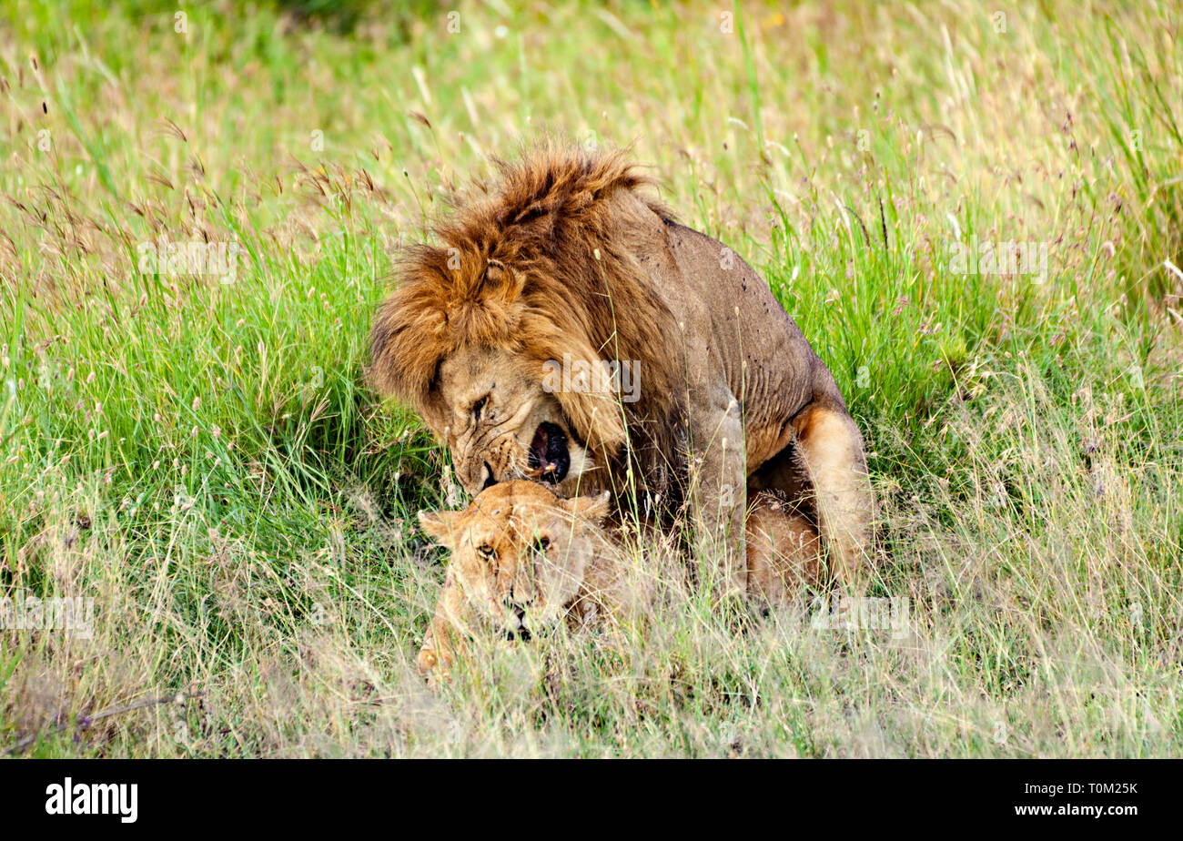 Lions mating hi-res stock photography and images - Alamy