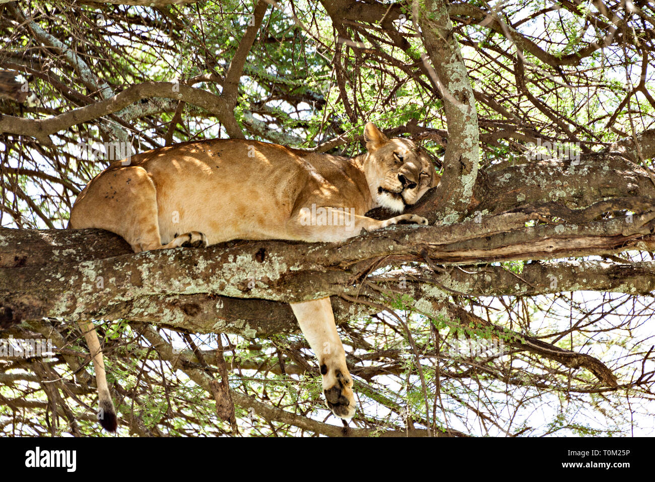 Lion sleeping hi-res stock photography and images - Alamy