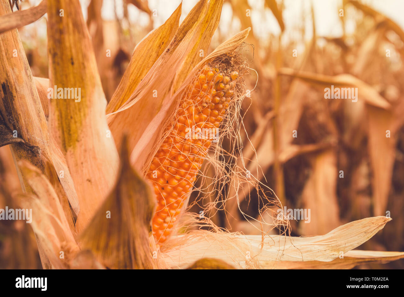 Popcorn cob in cultivated field is ready for harvesting Stock Photo - Alamy