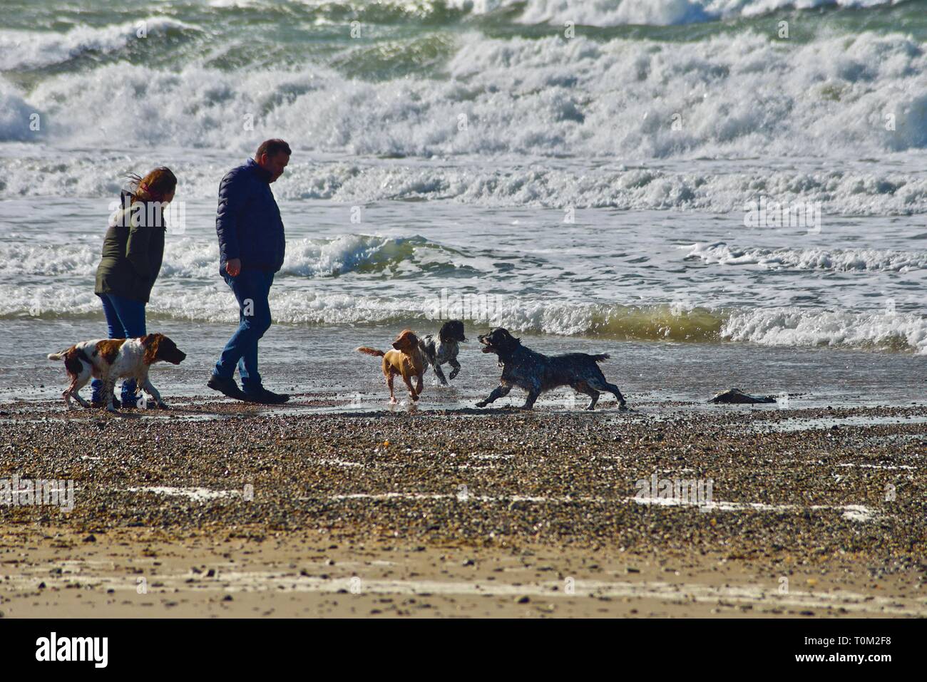 Dogs on beach with owners hi-res stock photography and images - Alamy