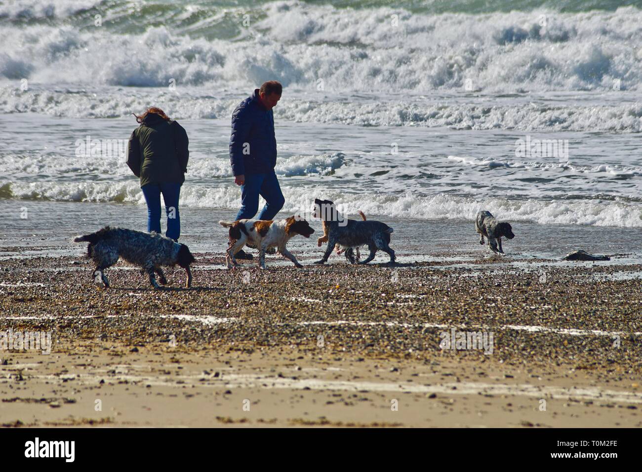 A middle aged couple throw a stick into a wild sea for their four dogs ...