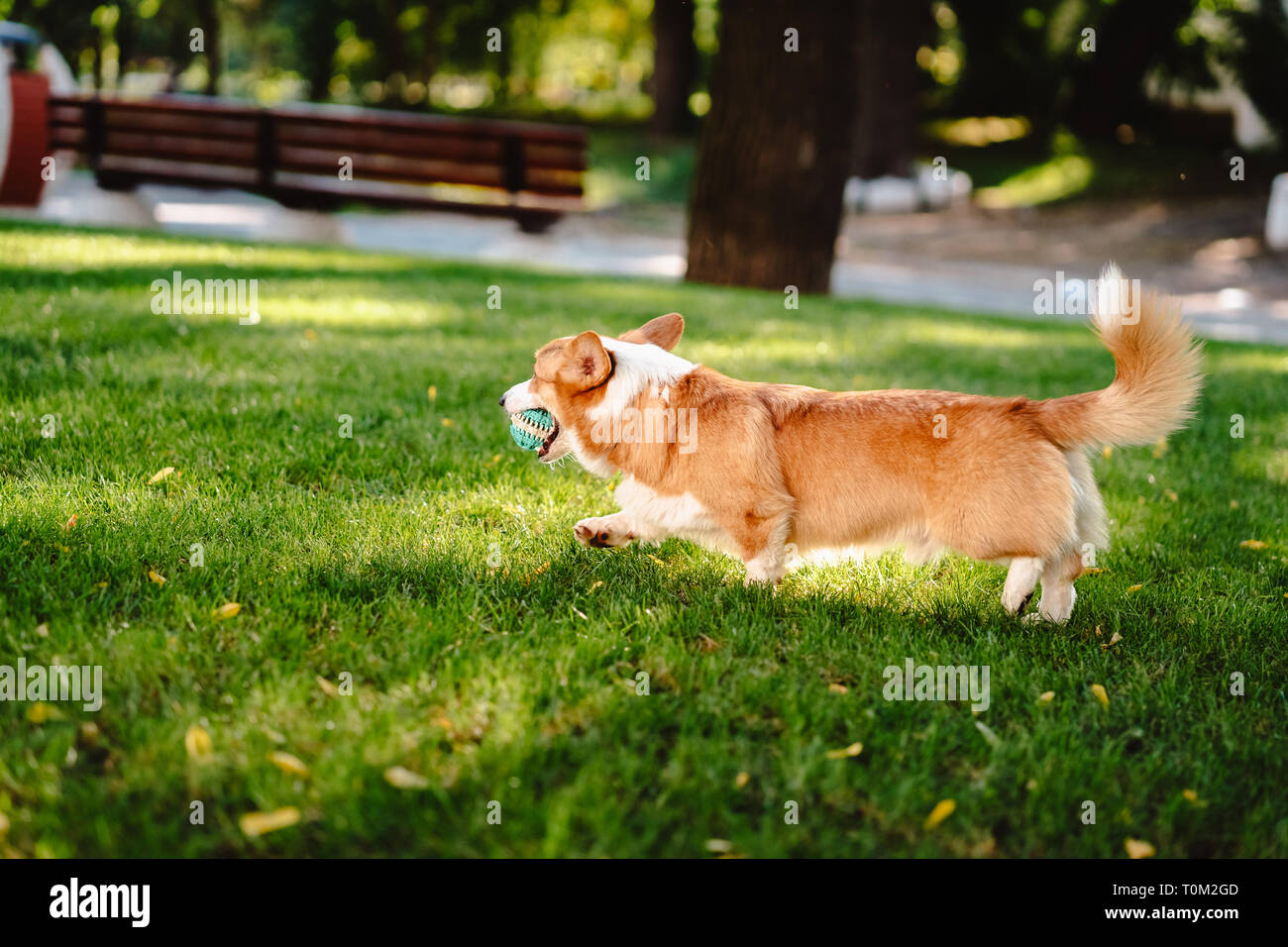 Welsh corgi enjoy his toy on the lawn Stock Photo - Alamy Welsh corgi enjoy his toy on the lawn Stock Photo - Alamy