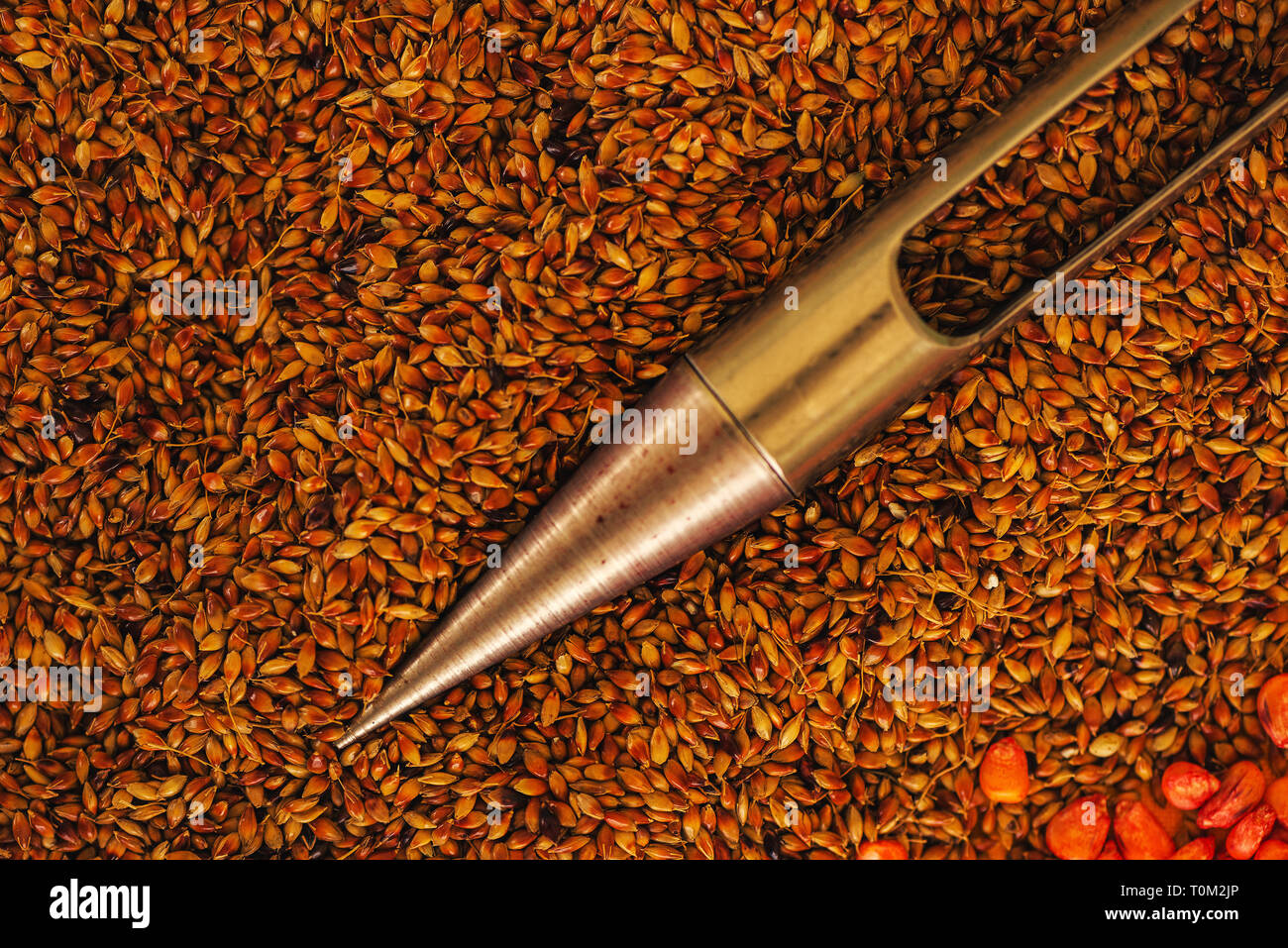 Sorghum sudangrass seed from above Stock Photo - Alamy