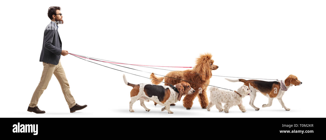 Full length profile shot of a male dog walker walking four different ...