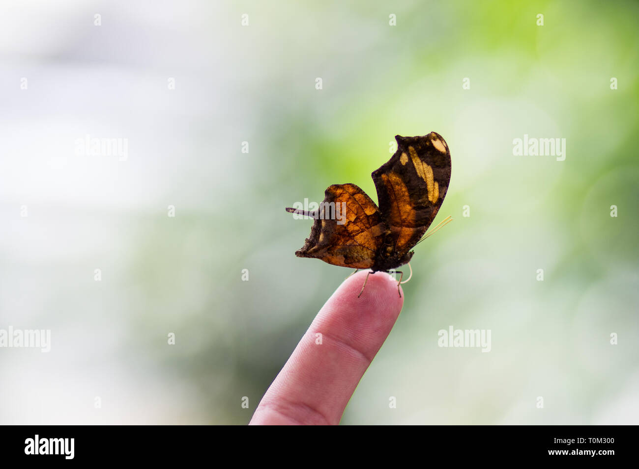 Butterfly Curve High Resolution Stock Photography and Images - Alamy
