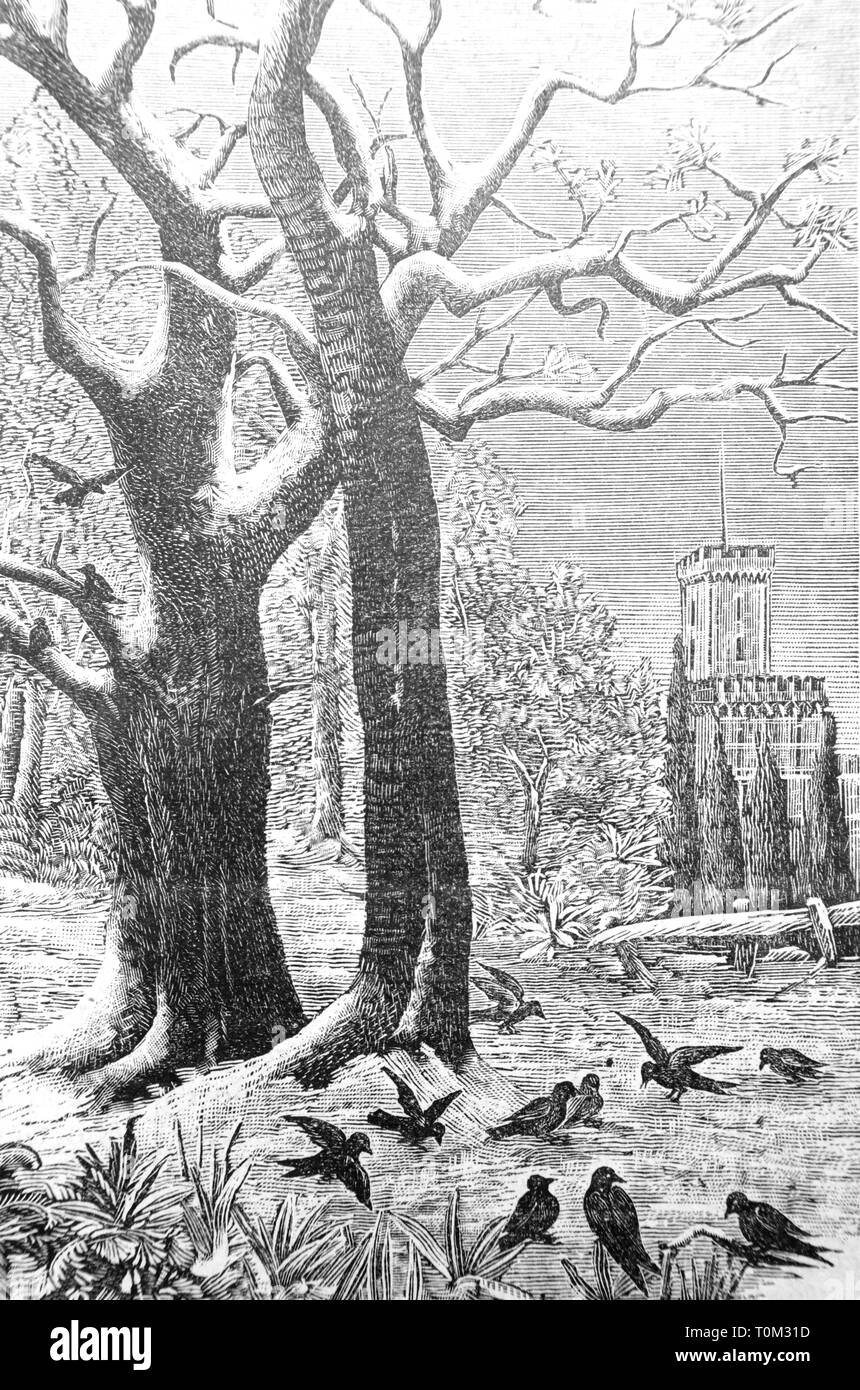 Snow-covered trees - Vintage Engraved Illustration, 1894 Stock Photo ...