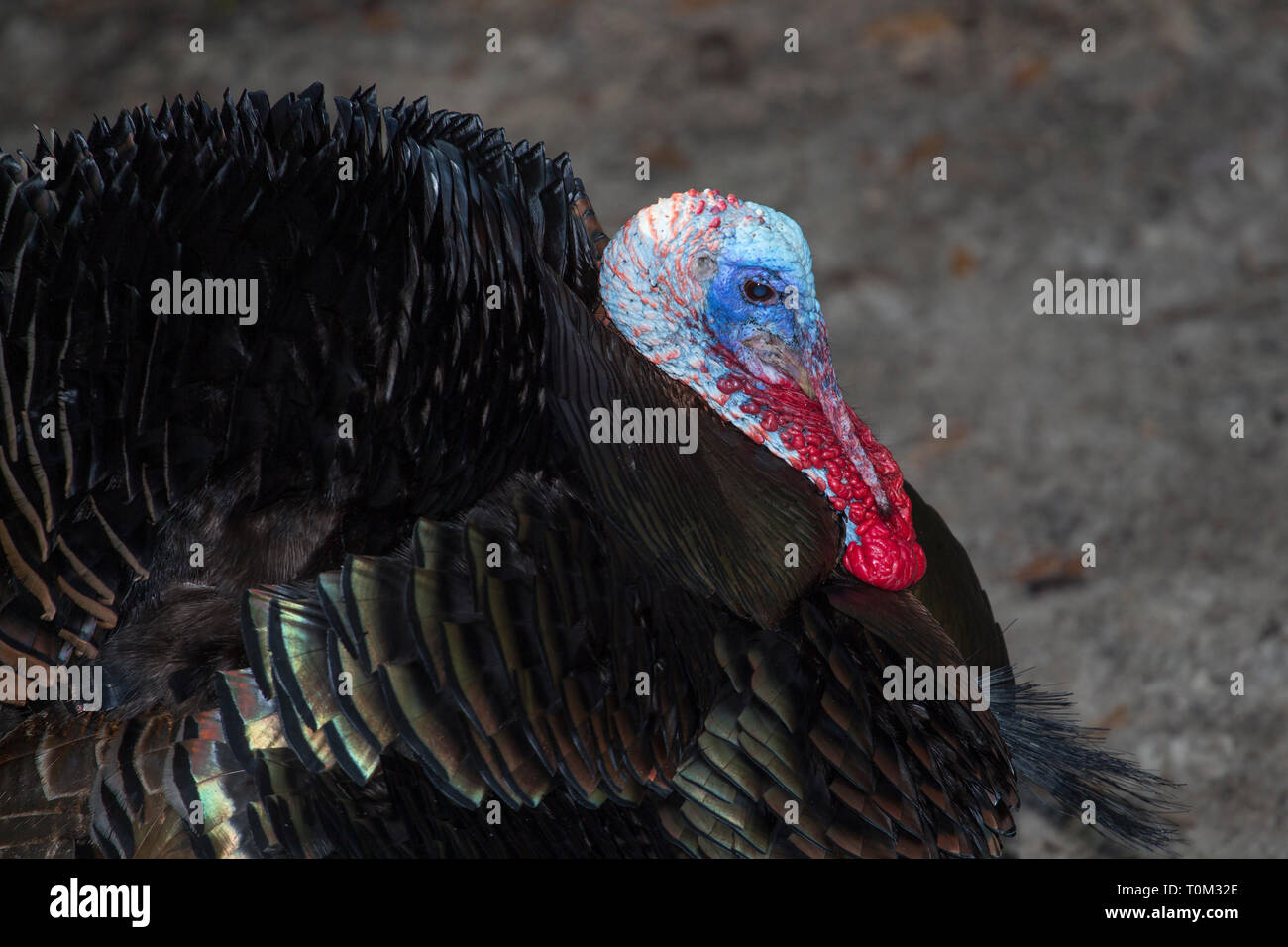 North American Wild Turkey, Meleagris gallopavo, male (Tom Turkey) in ...