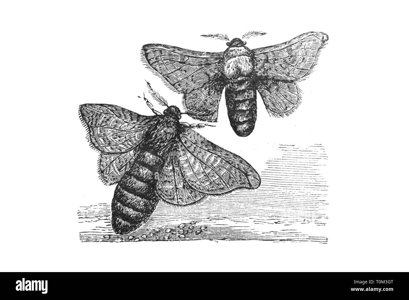 Butterflies - Vintage Engraved Illustration, 1894 Stock Photo - Alamy