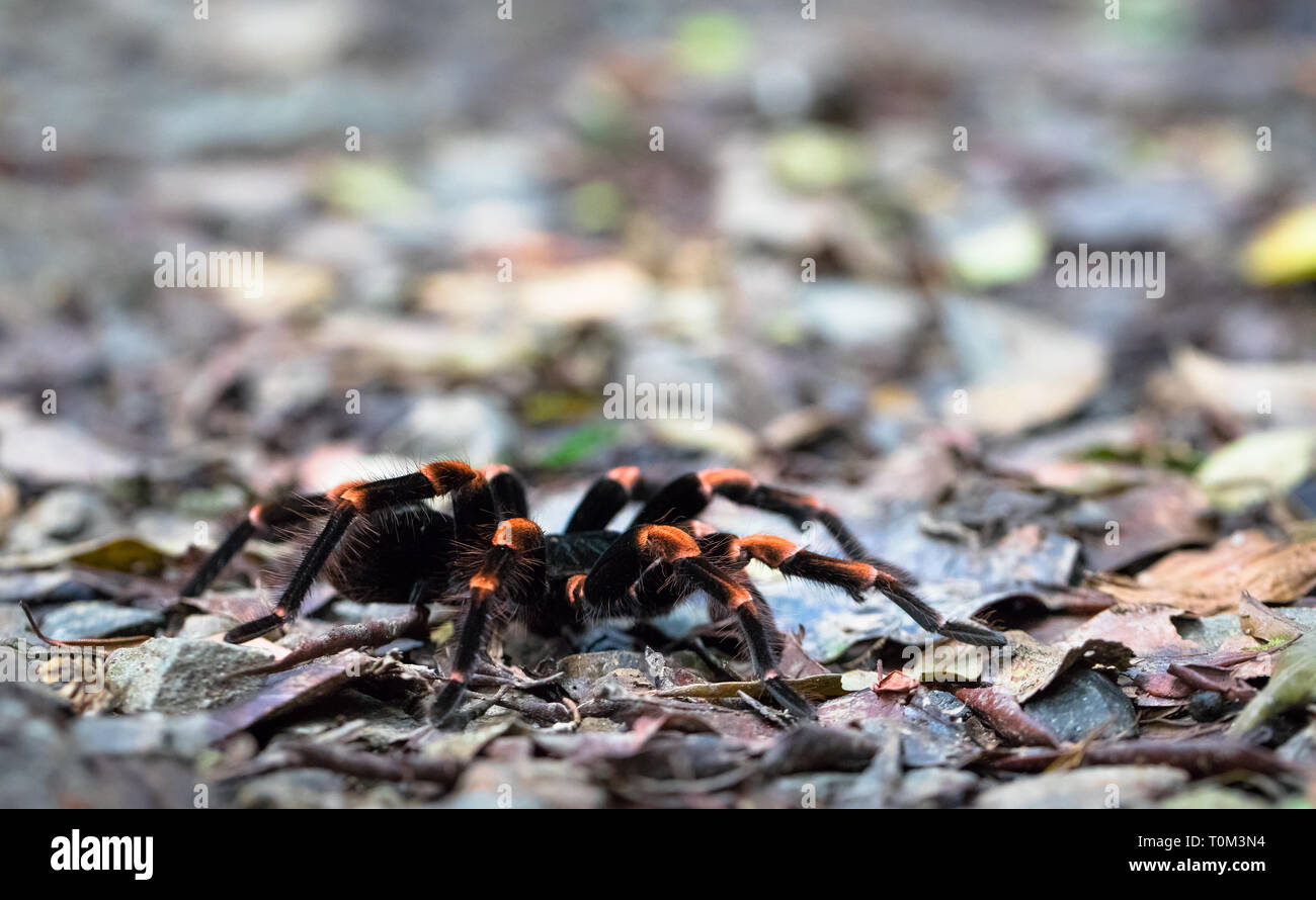 Costa Rican Orange-kneed Tarantula (Megaphobema mesomelas), Monteverde ...