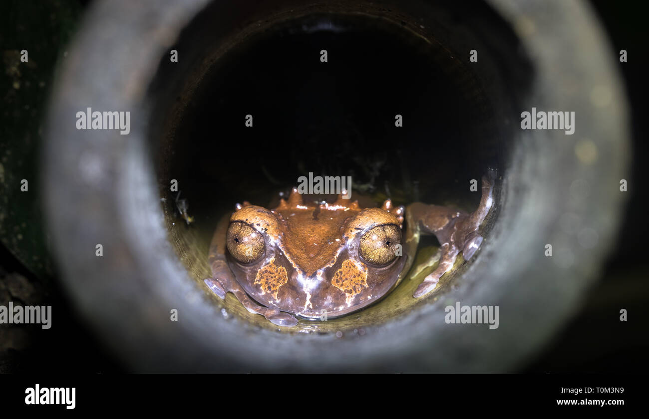 Spiny-headed tree frog (Anotheca spinosa) in a bamboo pole, Costa Rica ...