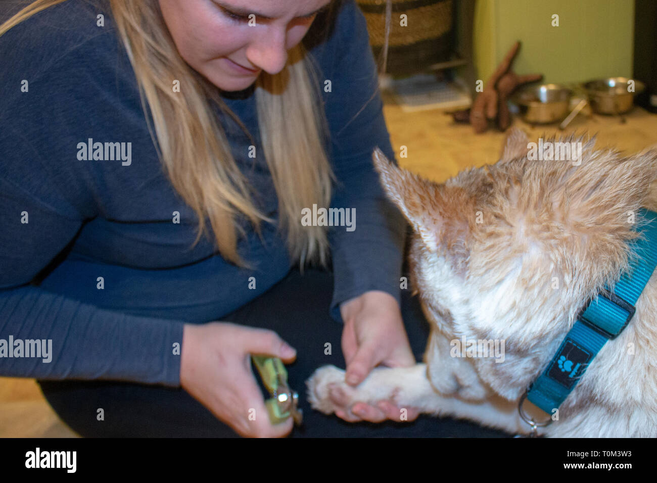 Clipping a dog's claws concept,siberian husky Stock Photo - Alamy