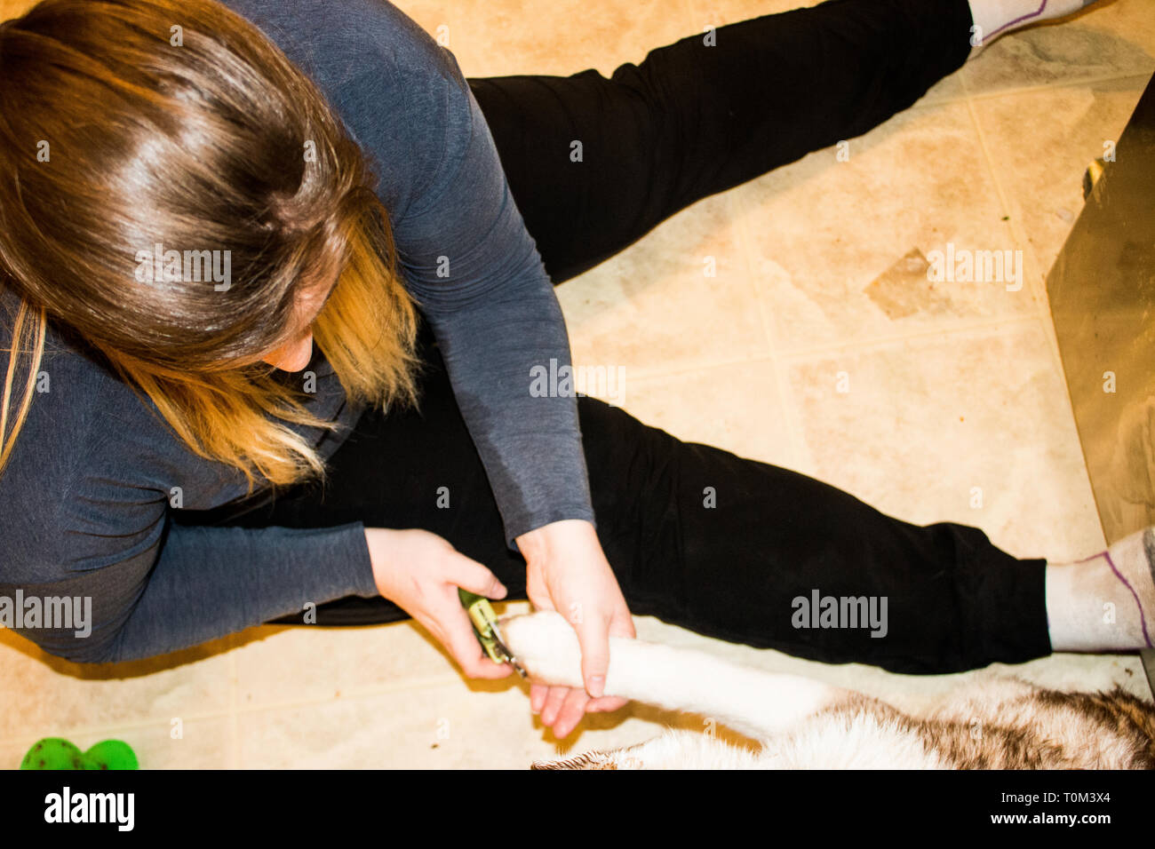 Clipping a dog's claws concept,siberian husky Stock Photo - Alamy