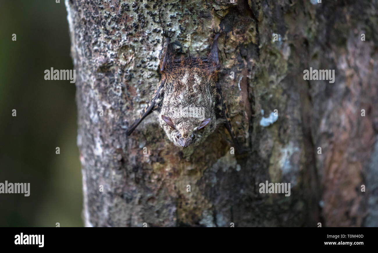 Proboscis bat (Rhynchonycteris naso) clinging to the underside of a ...