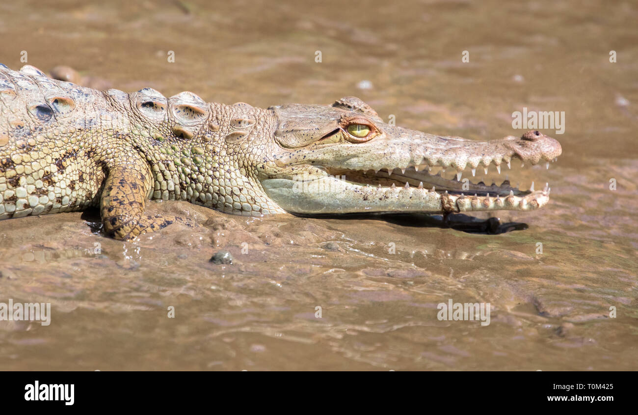 American crocodile (Crocodylus acutus) juvenile in the mangroves near ...