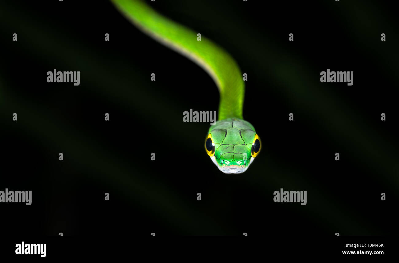 Satiny parrot snake (Leptophis depressirostris) at night on the Osa ...