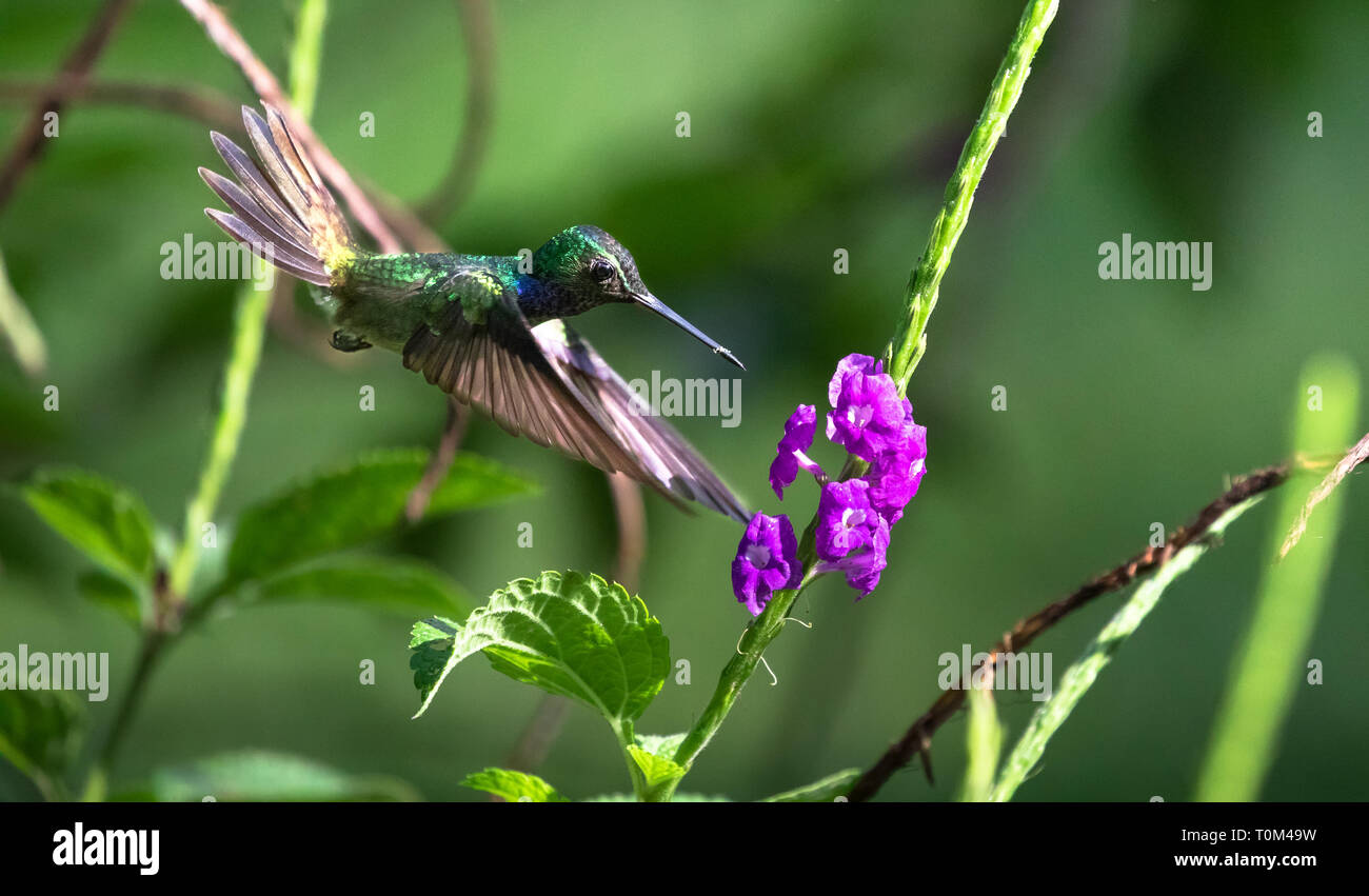Mexican violetear (Colibri thalassinus), feeding from a flower on the ...