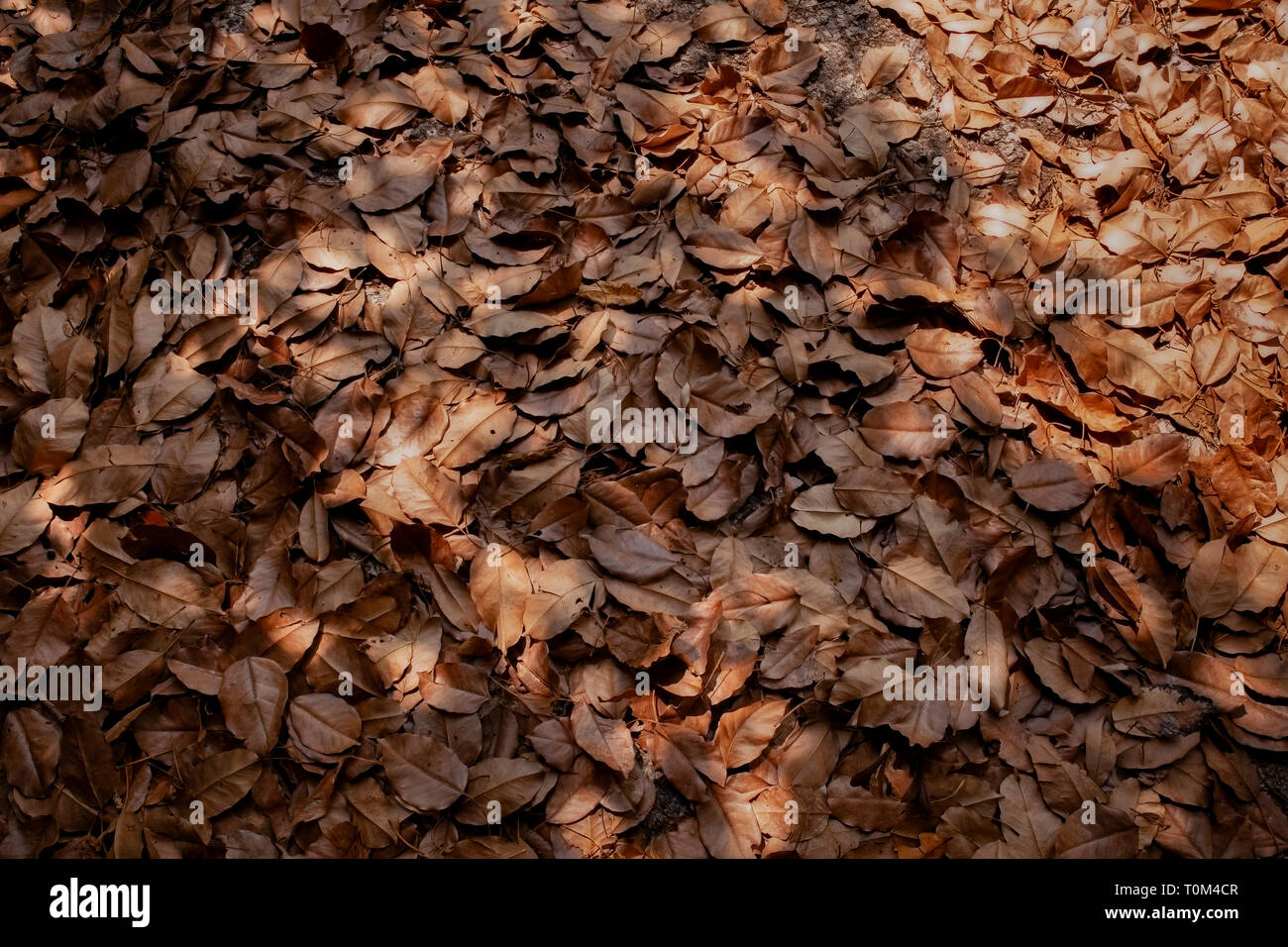 dry tree leaves on park ground as natural background Stock Photo - Alamy