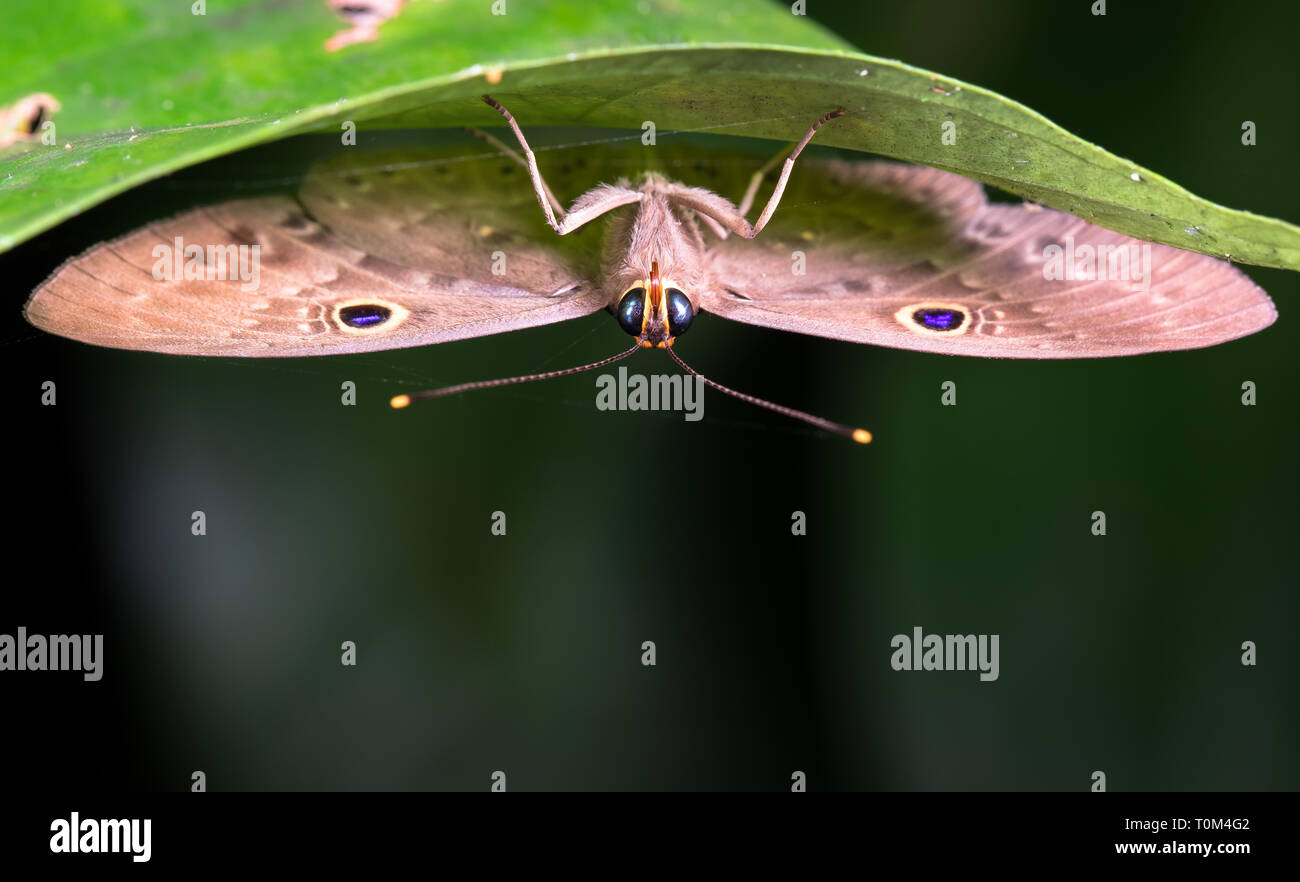 Moth clinging to the underside of a leaf on the Osa Peninsula, Costa ...