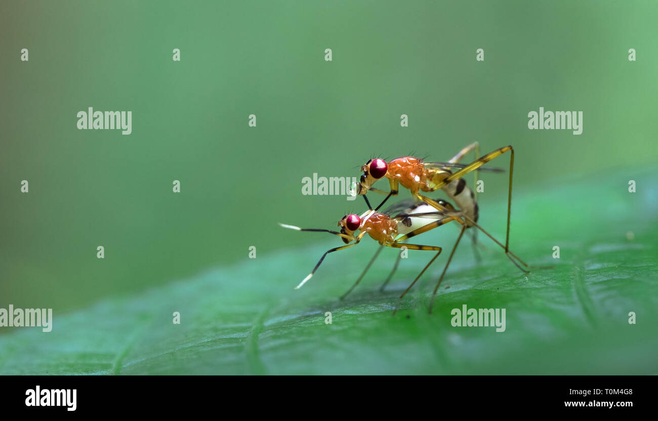 Osa peninsula insect hi-res stock photography and images - Alamy