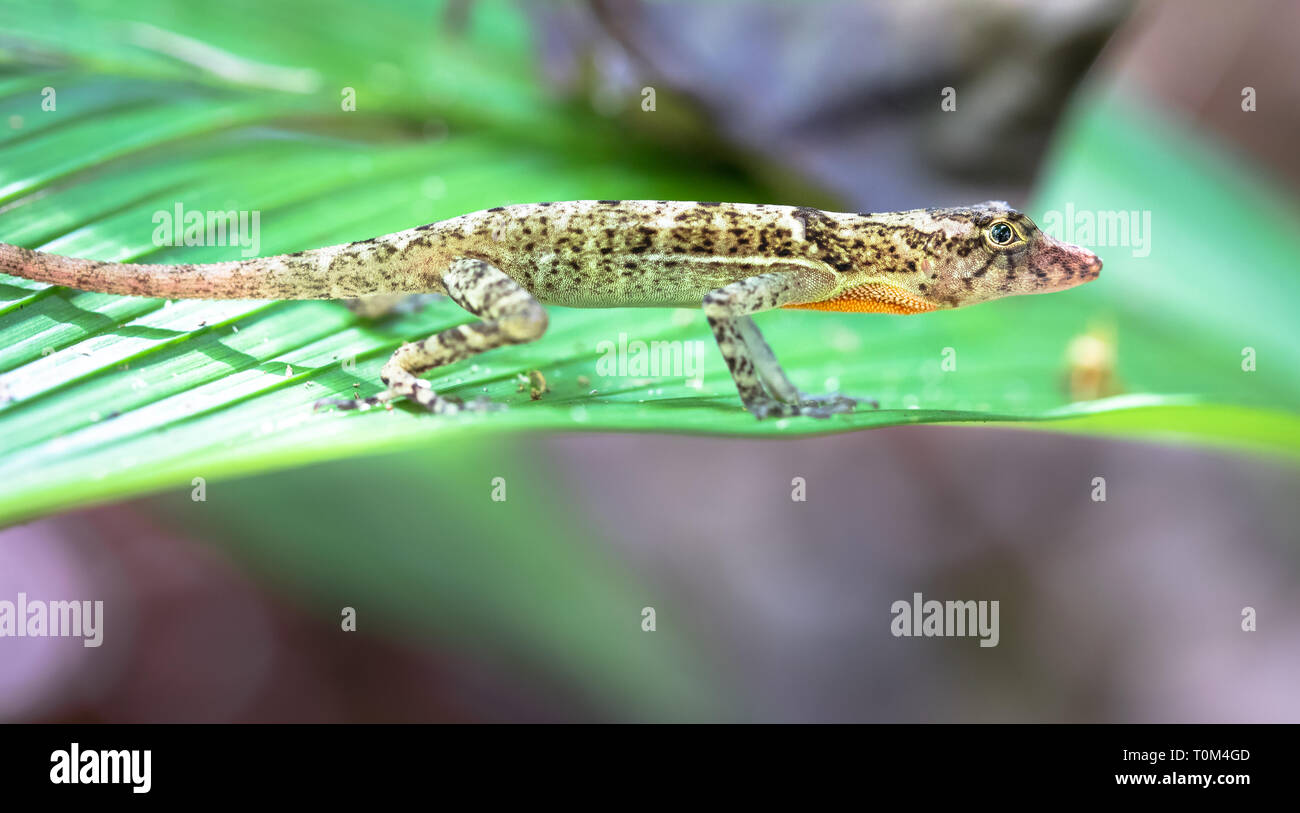 Golfo-Dulce anole, or many-scaled anole (Norops polylepis), resting on ...