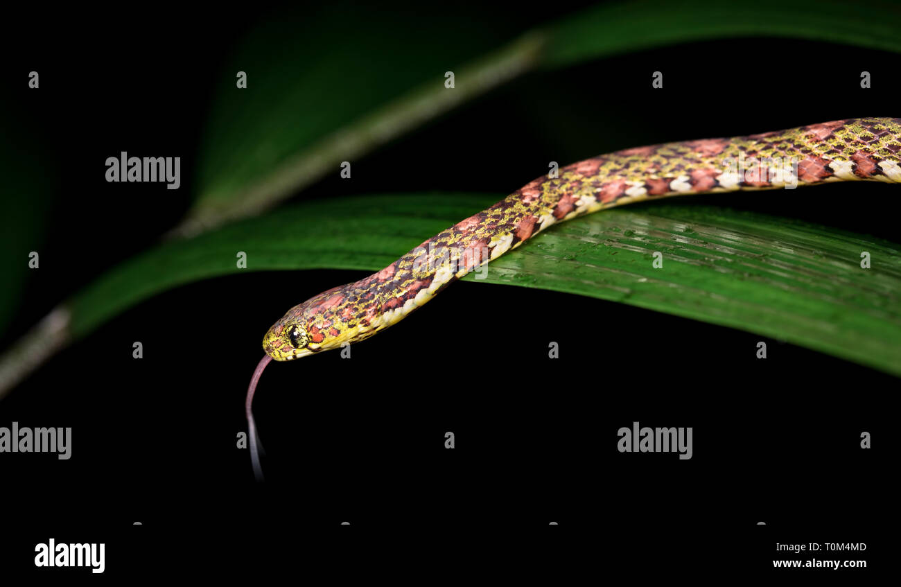 Serpiente de costa rica hi-res stock photography and images - Alamy