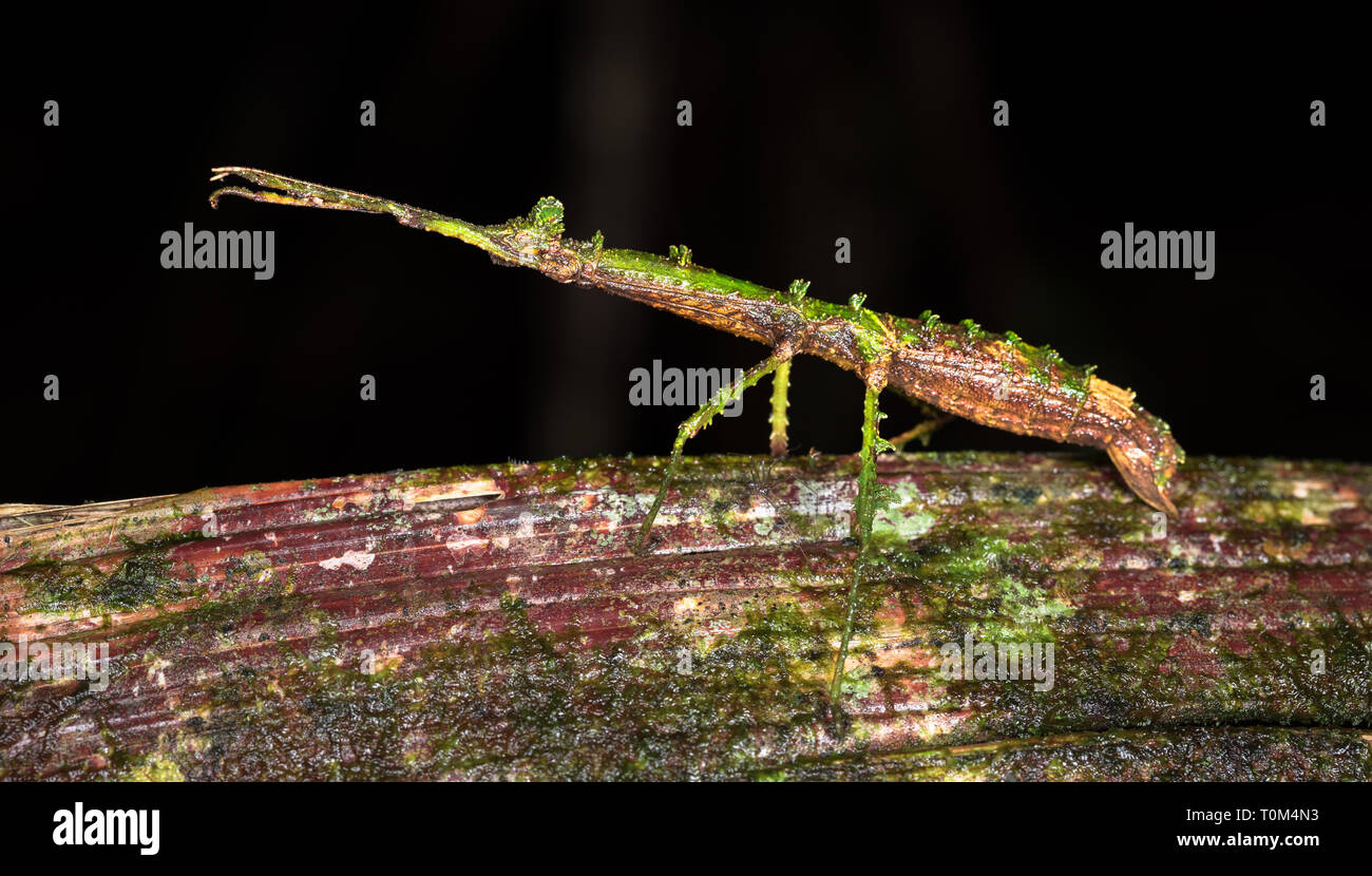 Stick insect near Puerto Viejo de Sarapiqui, Costa Rica Stock Photo - Alamy