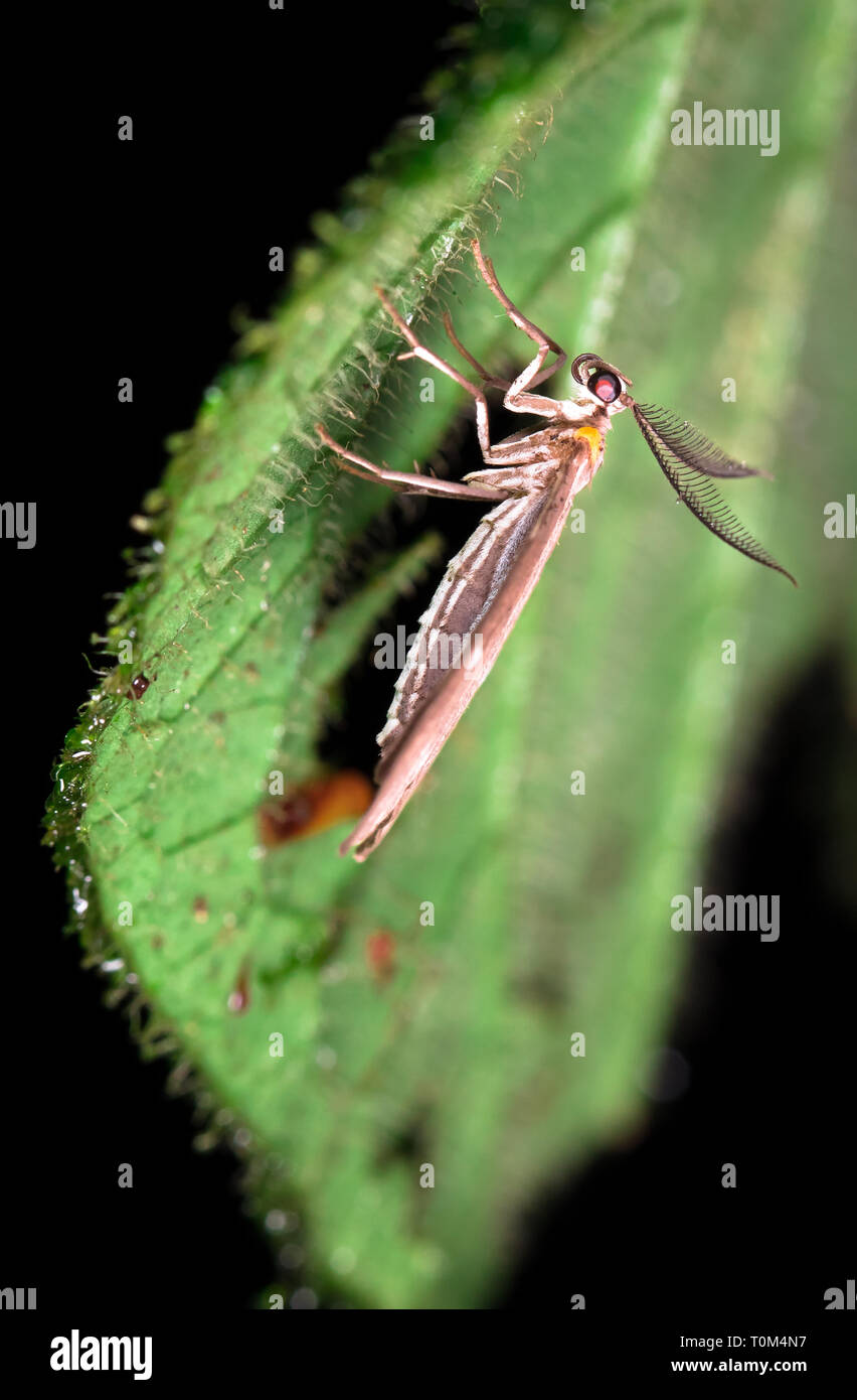 Moth on a leaf at night near Puerto Viejo de Sarapiqui, Costa Rica ...