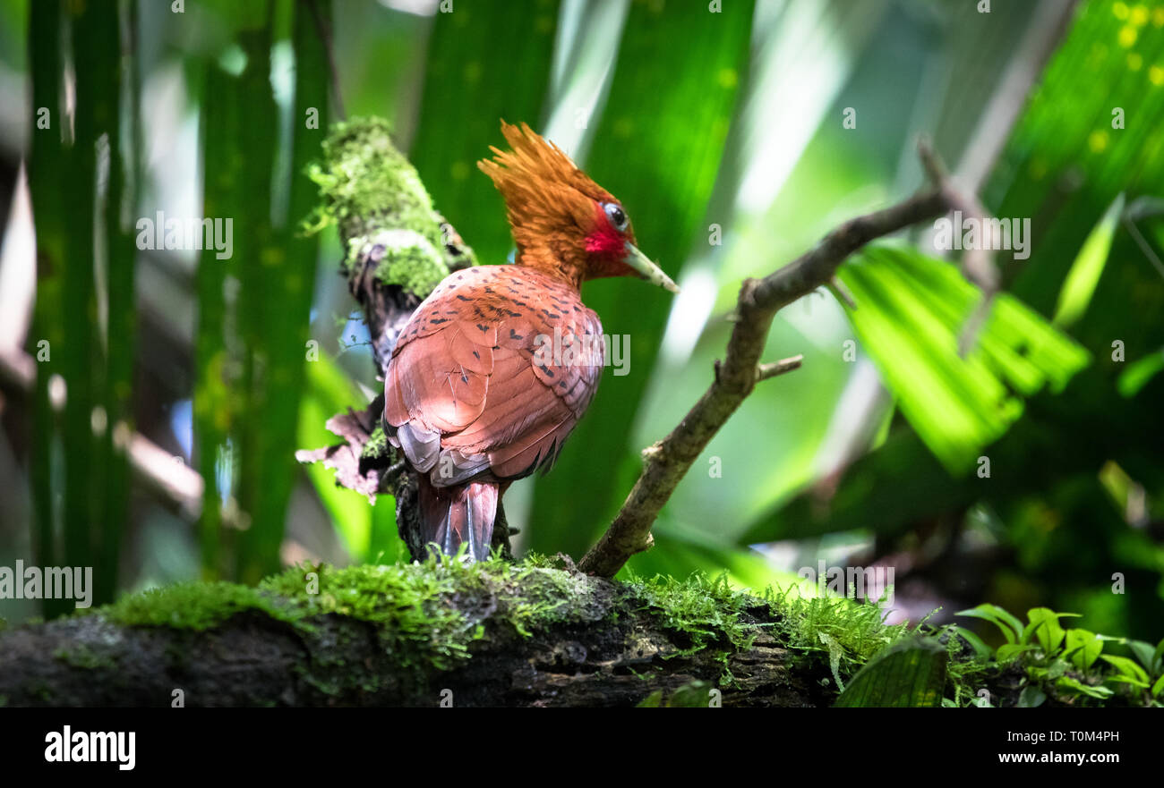 Chestnut-colored woodpecker (Celeus castaneus), adult male, near Puerto ...