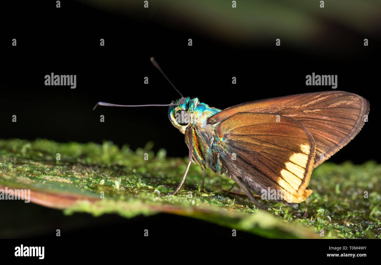 Iridescent moth on a leaf at night near Puerto Viejo de Sarapiqui ...