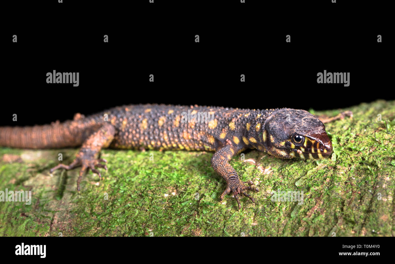 Yellow-spotted night lizard (Lepidophyma flavimaculatum) near Puerto ...